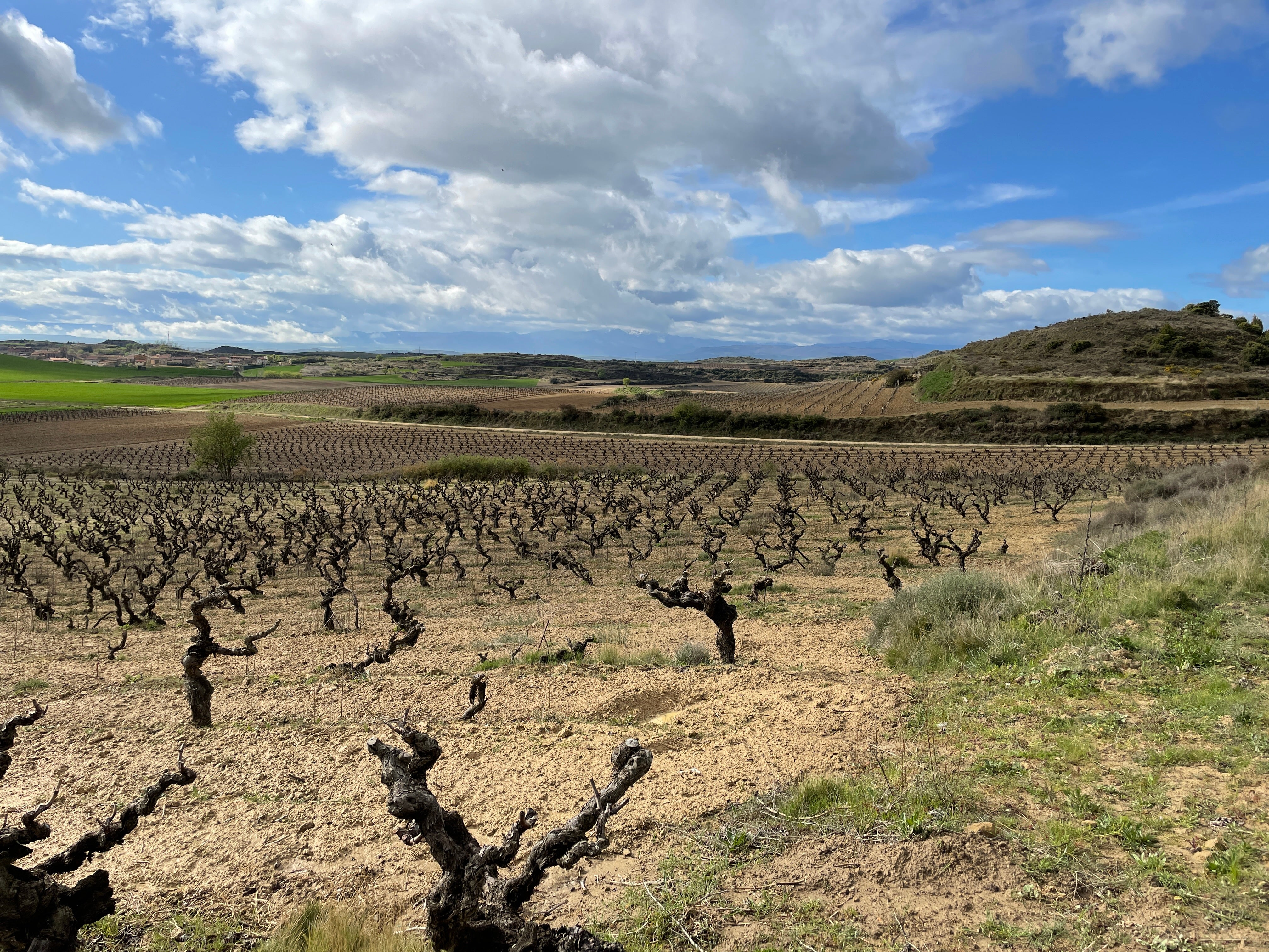 Let me tell you about the Rioja that I've just found... – WineSpark